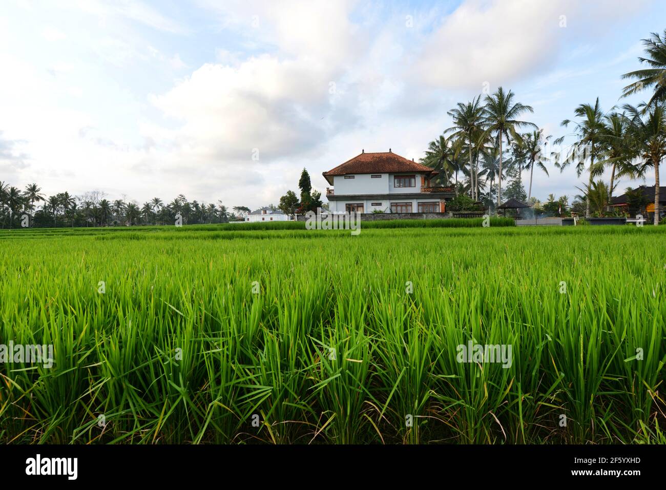 Endless rice paddy hi-res stock photography and images - Alamy