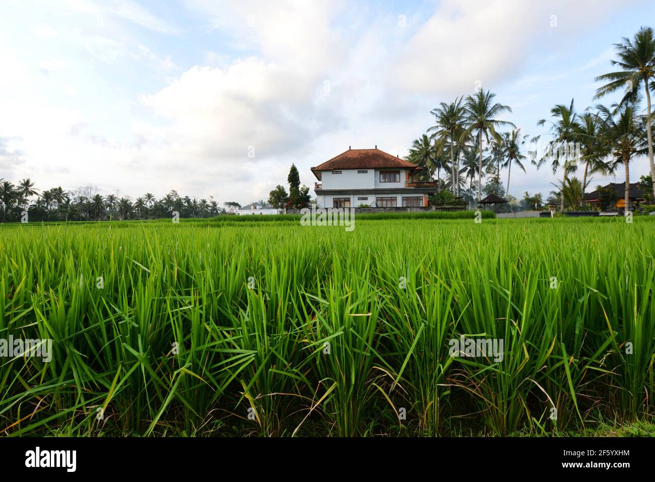 Endless green paddy fields in Bali, Indonesia Stock Photo - Alamy