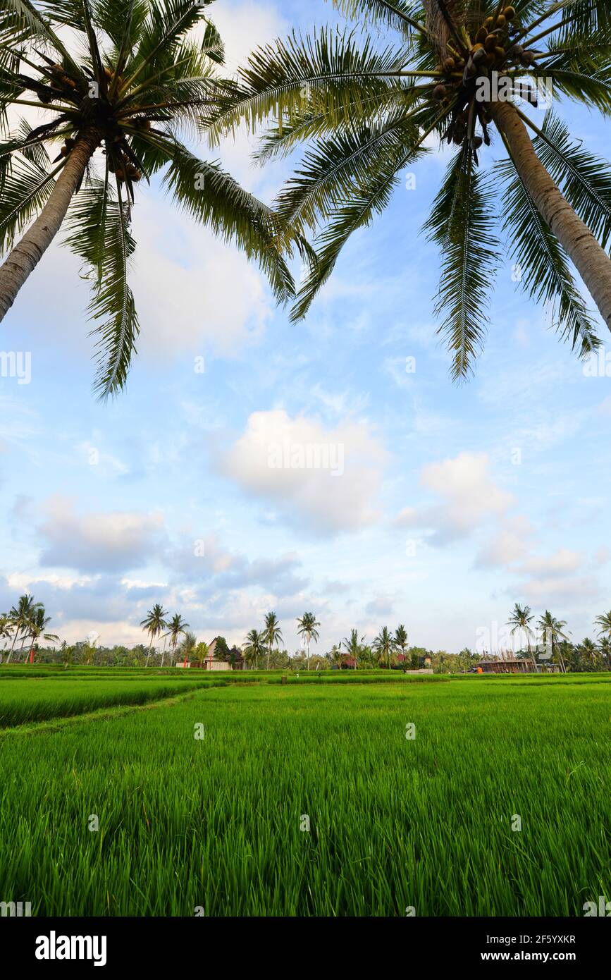 Endless green paddy fields in Bali, Indonesia Stock Photo - Alamy