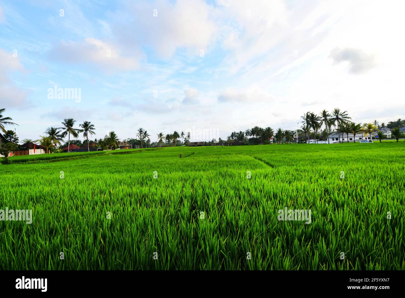Endless green paddy fields in Bali, Indonesia Stock Photo - Alamy