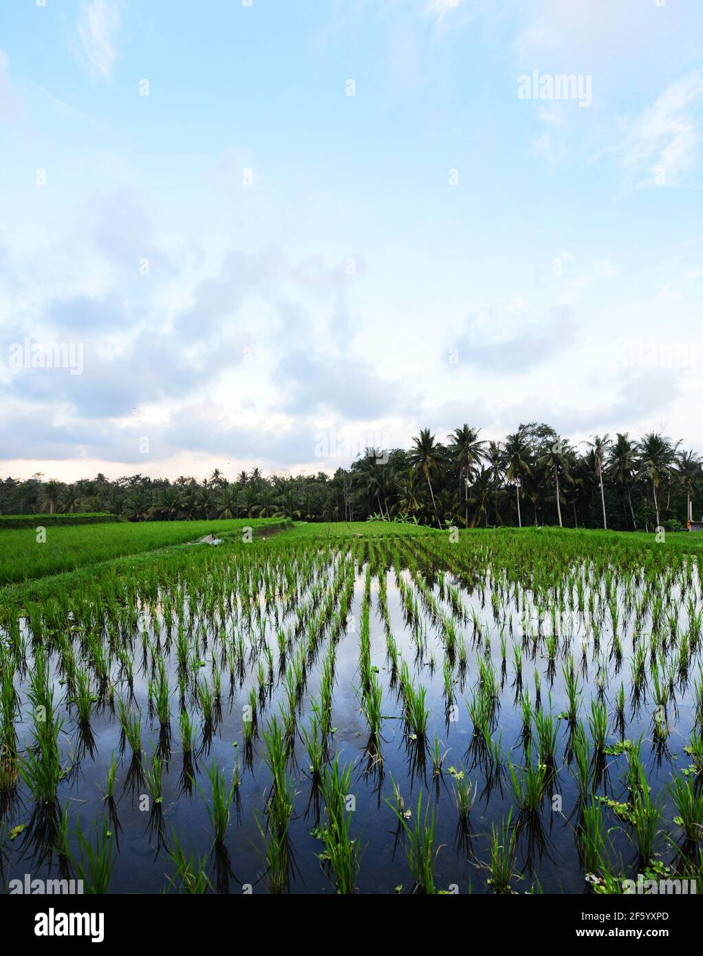 Endless green paddy fields in Bali, Indonesia Stock Photo - Alamy