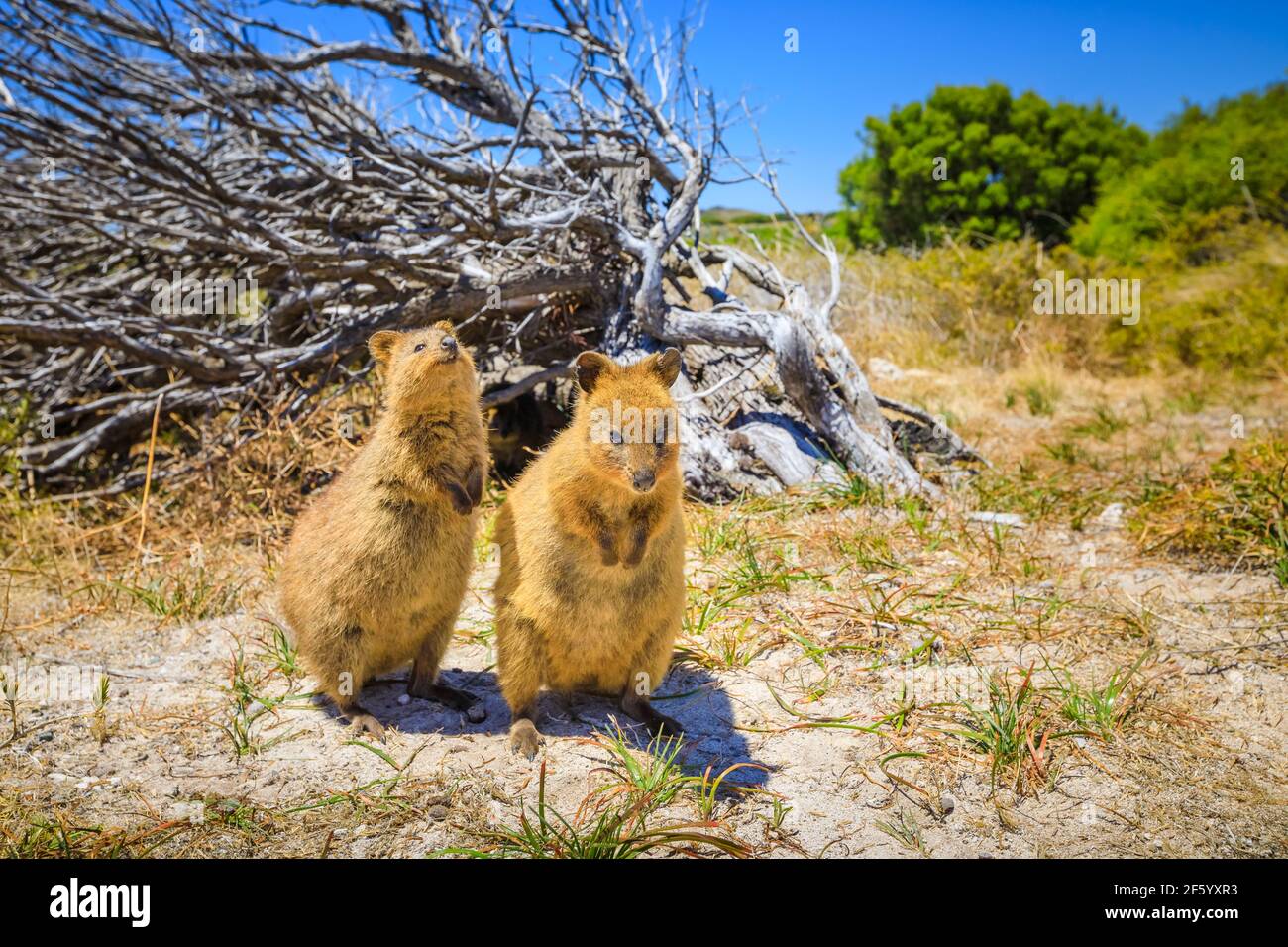 Tourist two quokka hi-res stock photography and images - Alamy