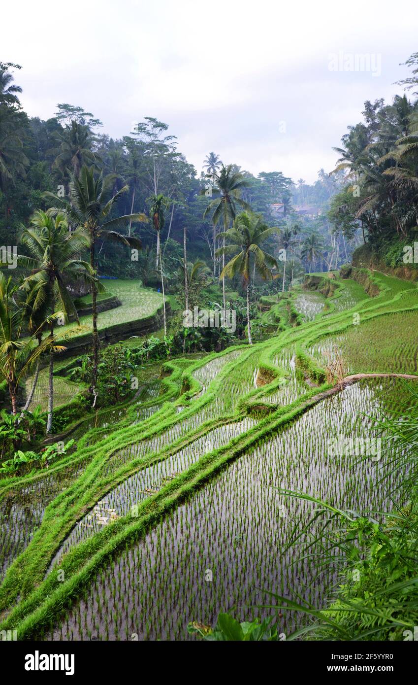South east asia rice terrace hi-res stock photography and images - Alamy