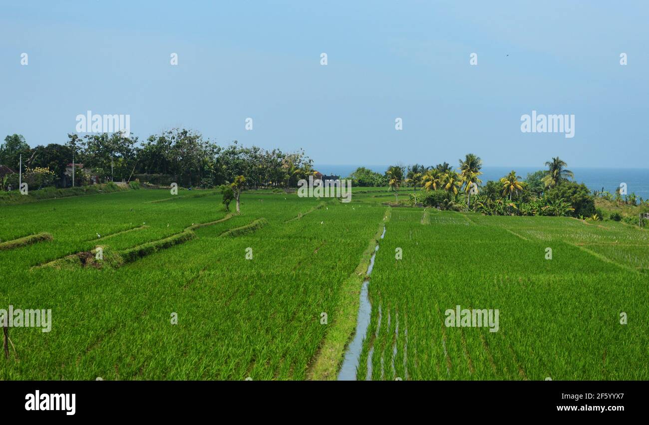 Endless rice paddy hi-res stock photography and images - Alamy