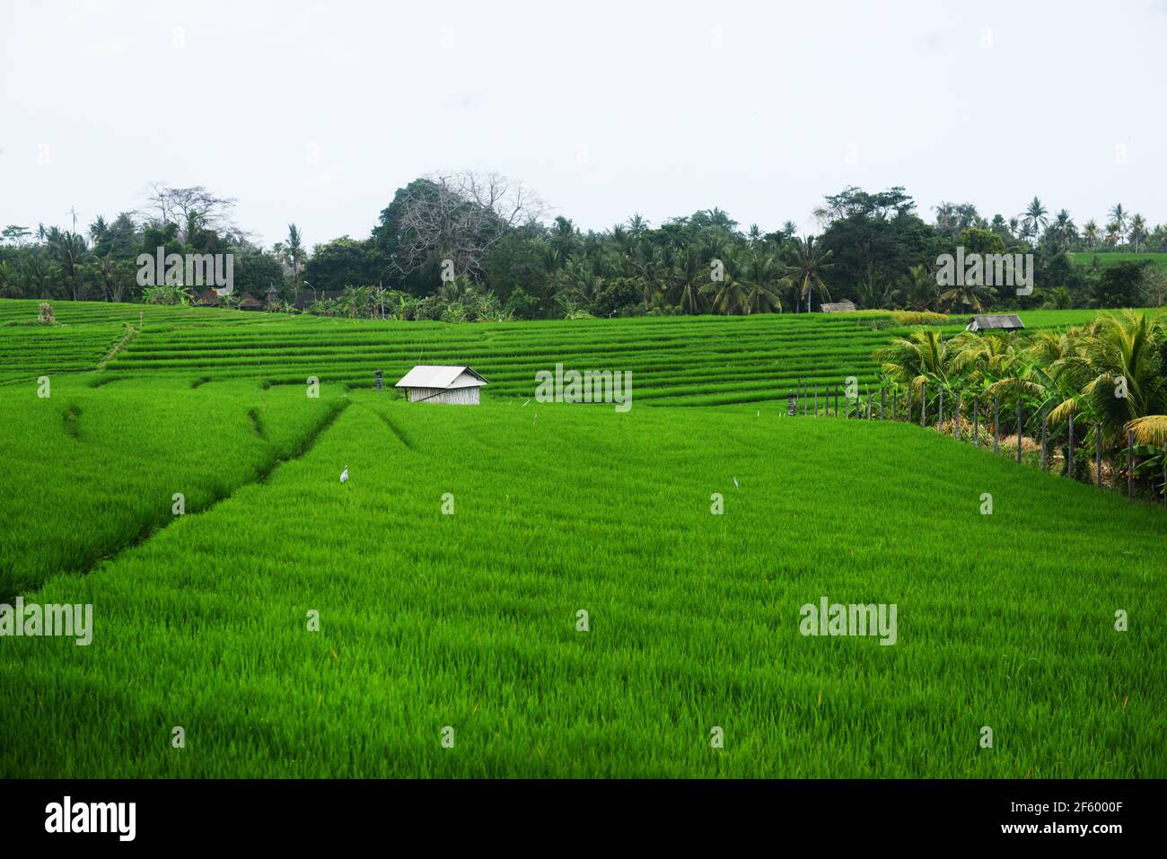 Endless green paddy fields in Bali, Indonesia Stock Photo - Alamy