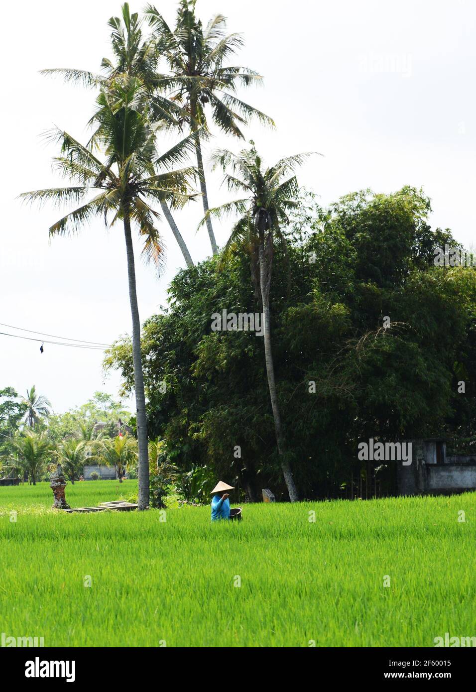 Endless green paddy fields in Bali, Indonesia Stock Photo - Alamy