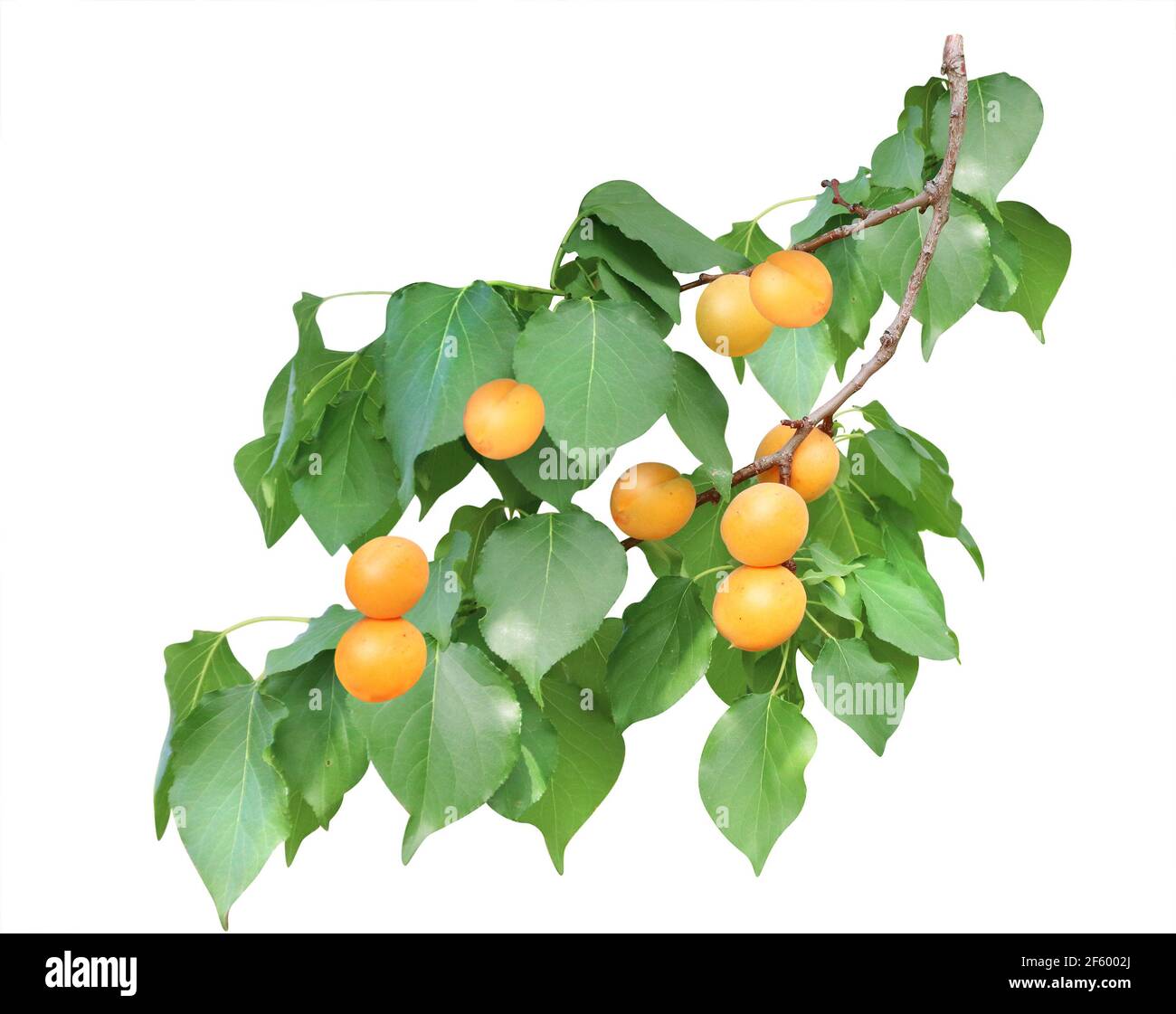 Apricot tree branch with green leaves and ripe fruits. Isolated on ...