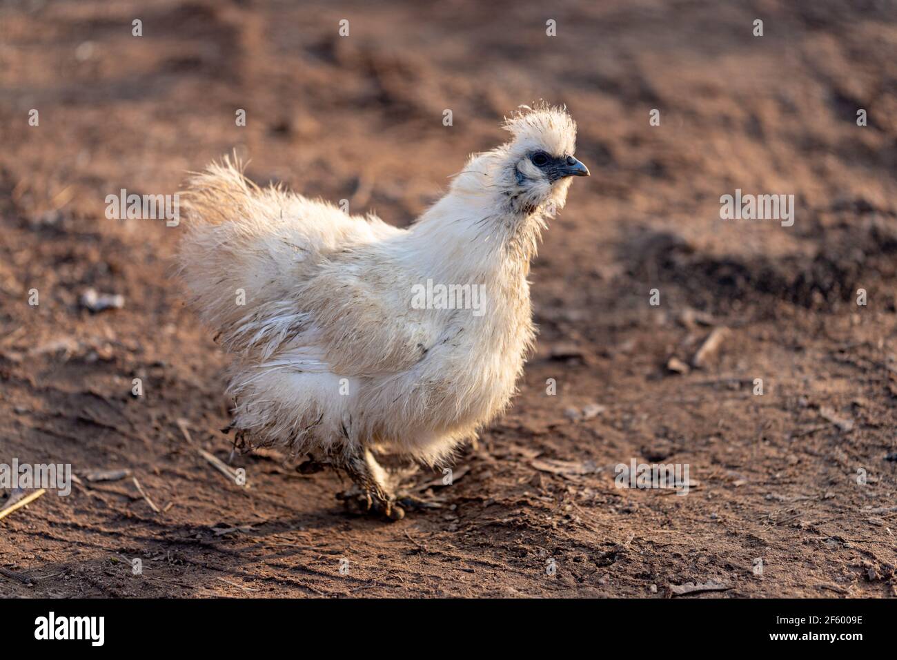 Dirty silkie chicken looking for food in the yard Stock Photo - Alamy