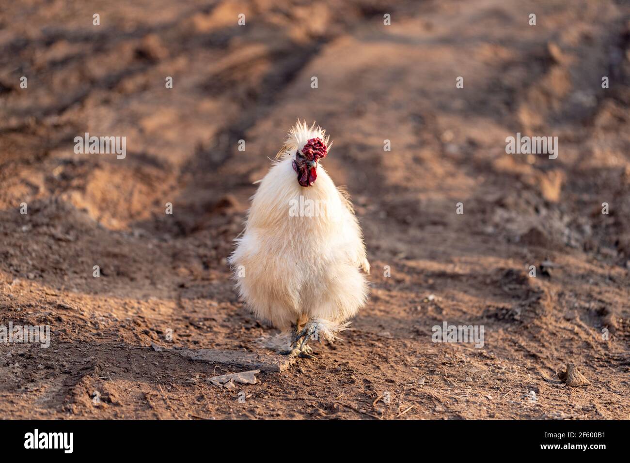 Dirty silkie chicken looking for food in the yard Stock Photo - Alamy