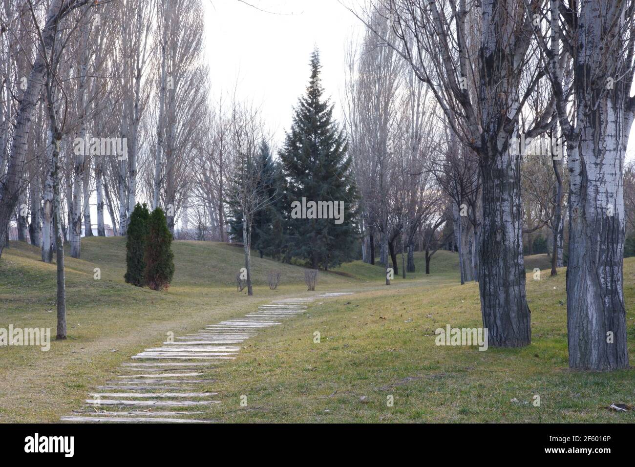 Path walking in forest hi-res stock photography and images - Alamy