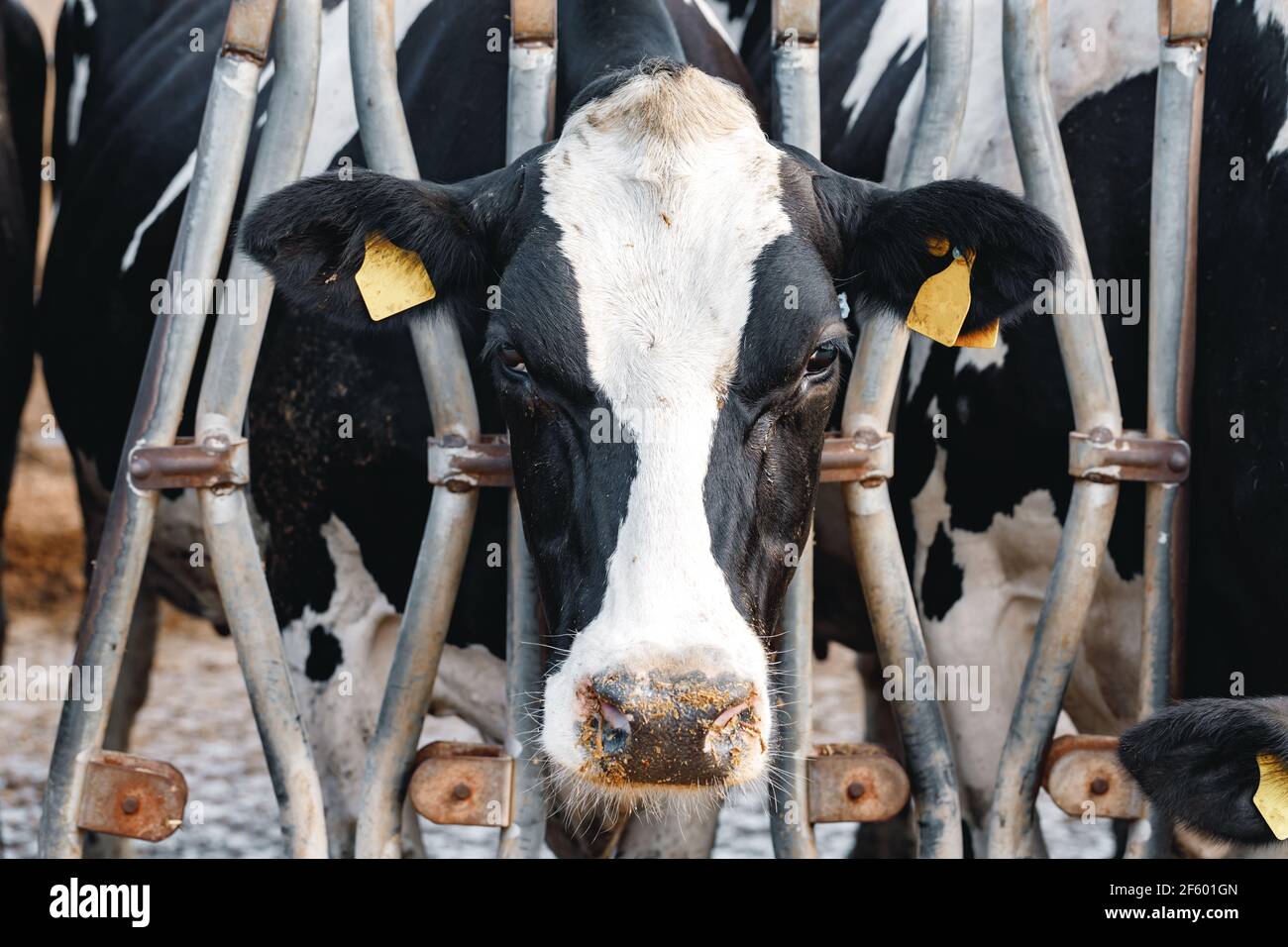 Black and white spotty cows on a farm Stock Photo - Alamy