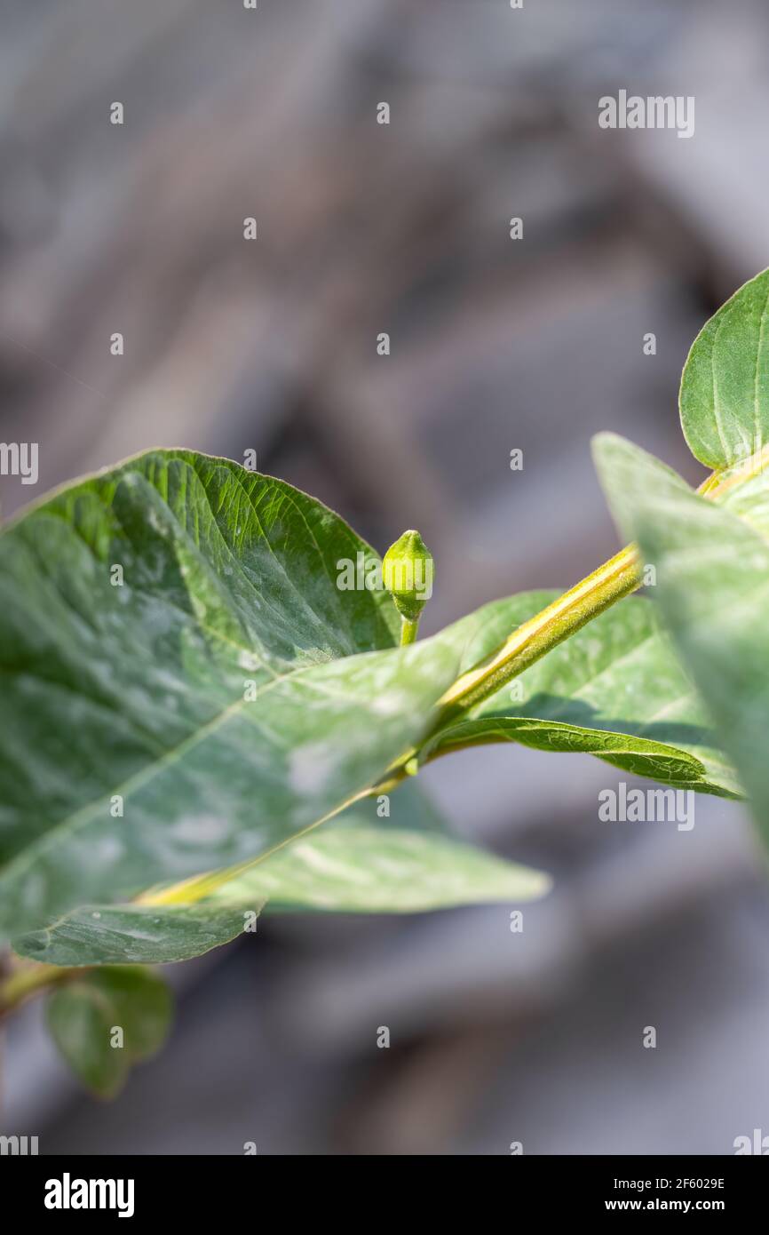 Inside guava hi-res stock photography and images - Alamy
