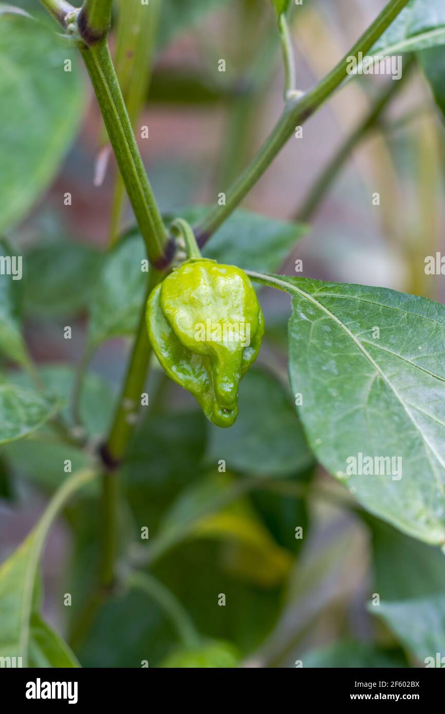 Green organic chili on the green tree in the garden Stock Photo - Alamy