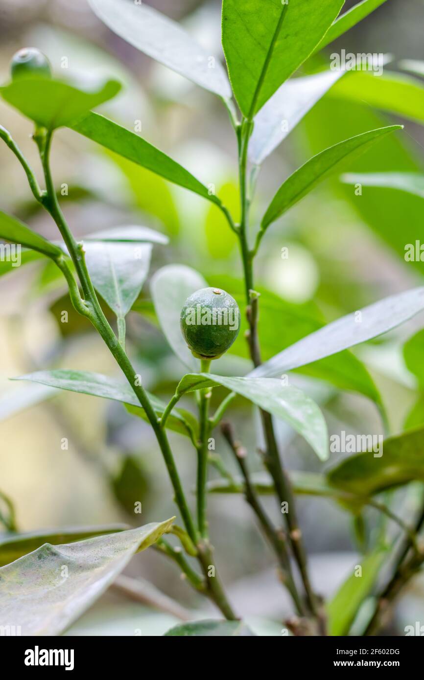 Tree born fruit hi-res stock photography and images - Alamy