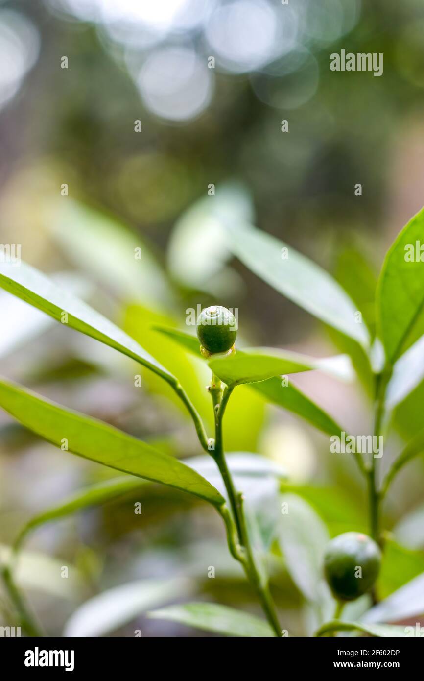 Tree born fruit hi-res stock photography and images - Alamy