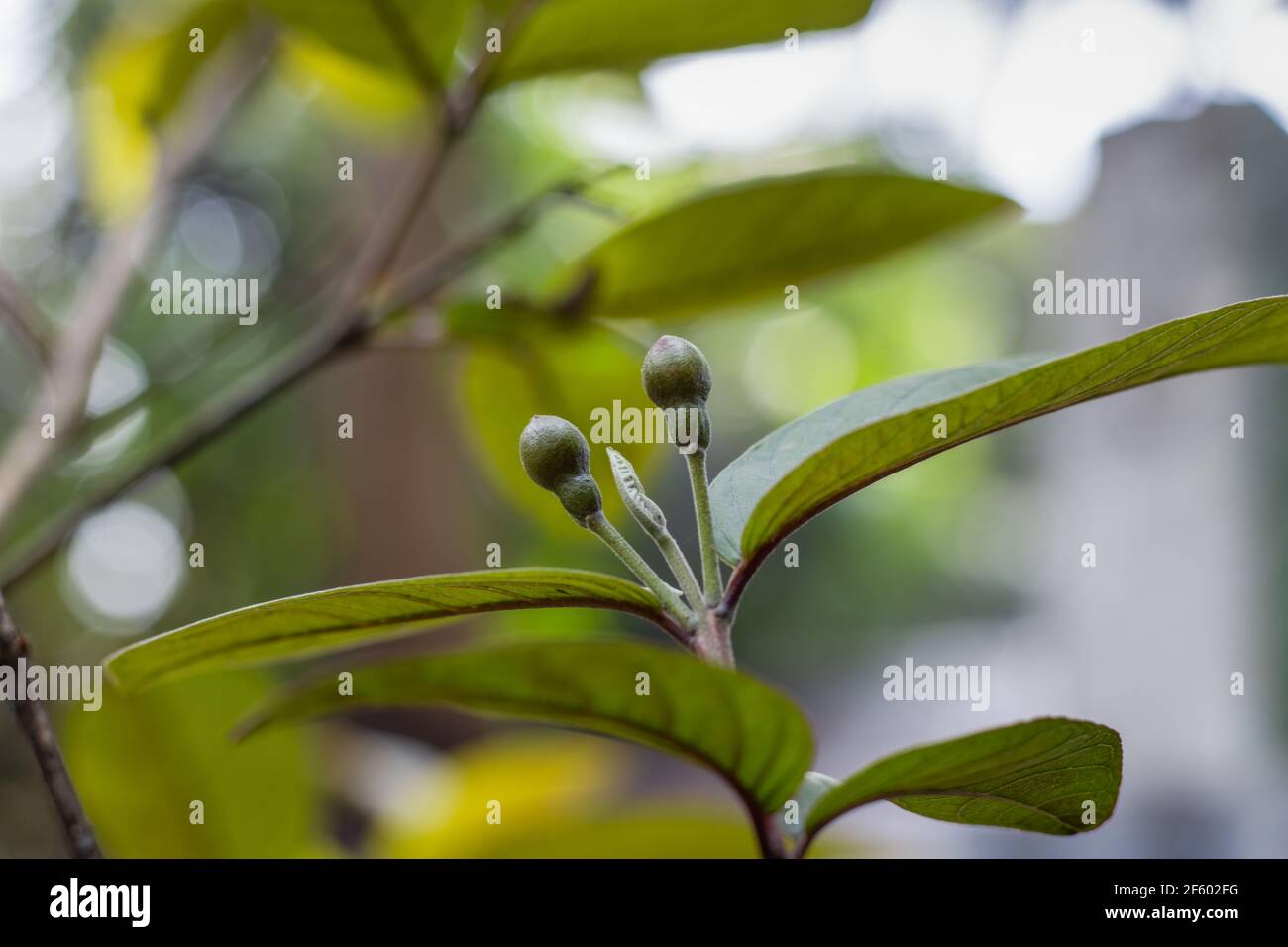 Inside green guava hi-res stock photography and images - Alamy