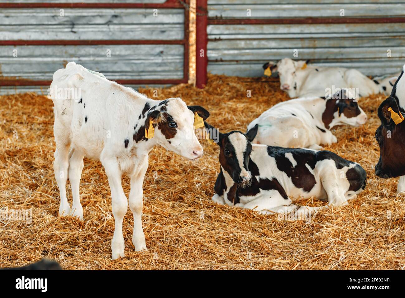 Young bull calf in a stall on a farm Stock Photo - Alamy