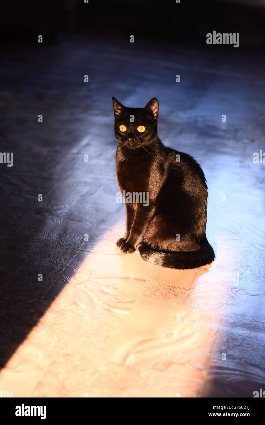 Intently stares hi-res stock photography and images - Alamy