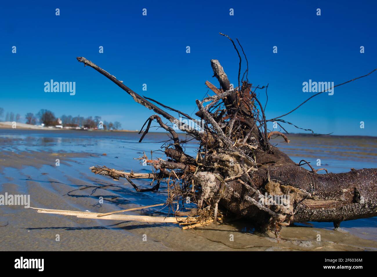 tree root at the beach Stock Photo - Alamy