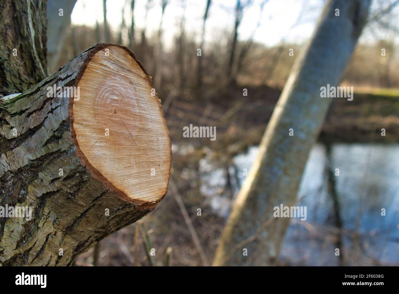 sawn off branch reavealing tree growth rings Stock Photo - Alamy