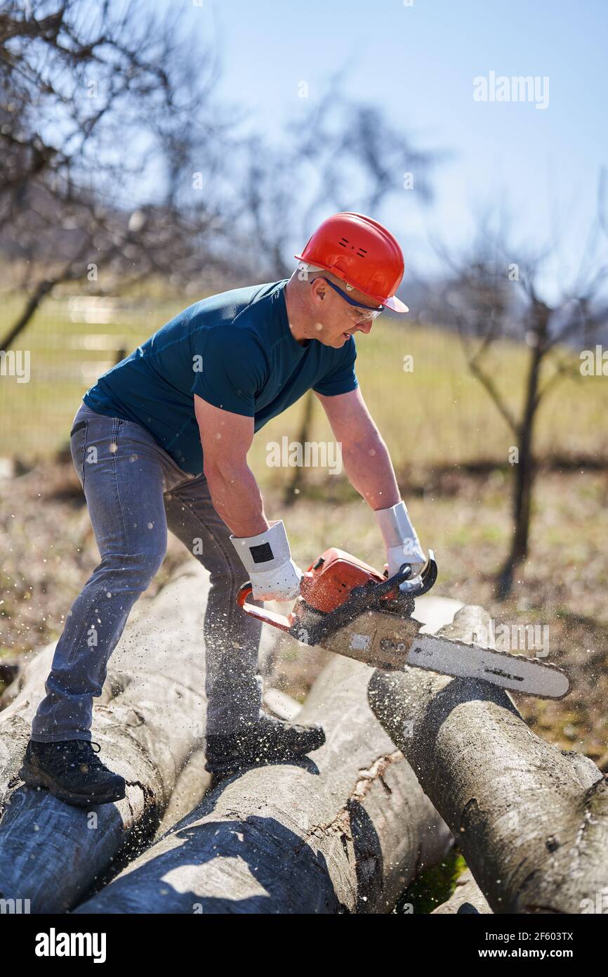 Logger cutting big tree hi-res stock photography and images - Alamy