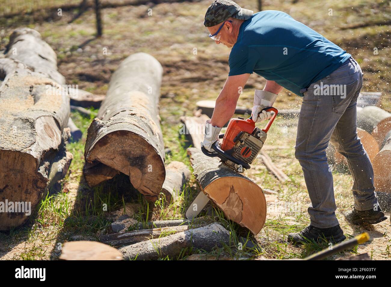 Logger cutting big tree hi-res stock photography and images - Alamy