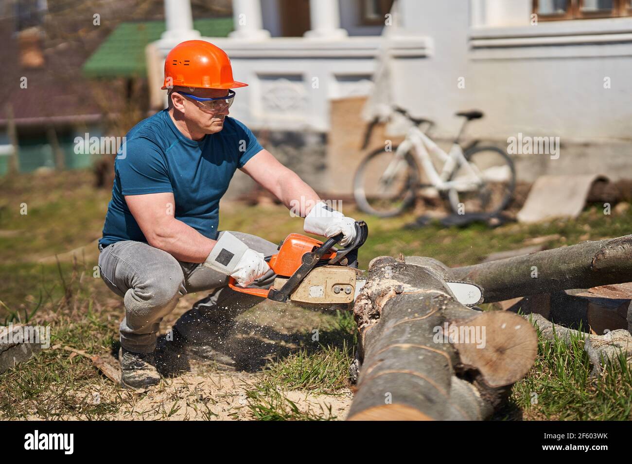 Logger cutting big tree hi-res stock photography and images - Alamy