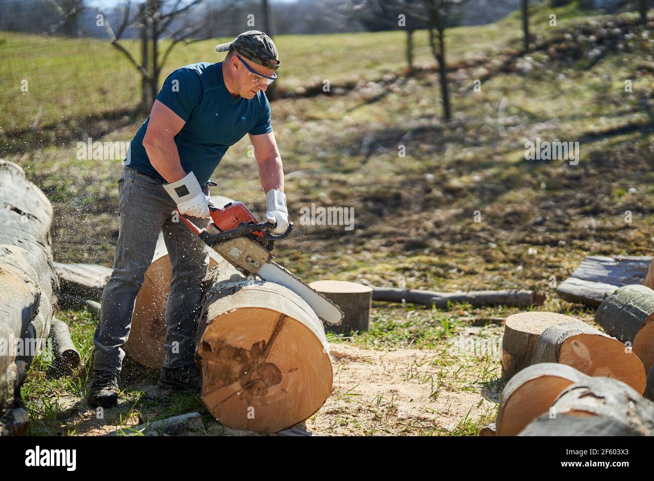Logger cutting big tree hi-res stock photography and images - Alamy