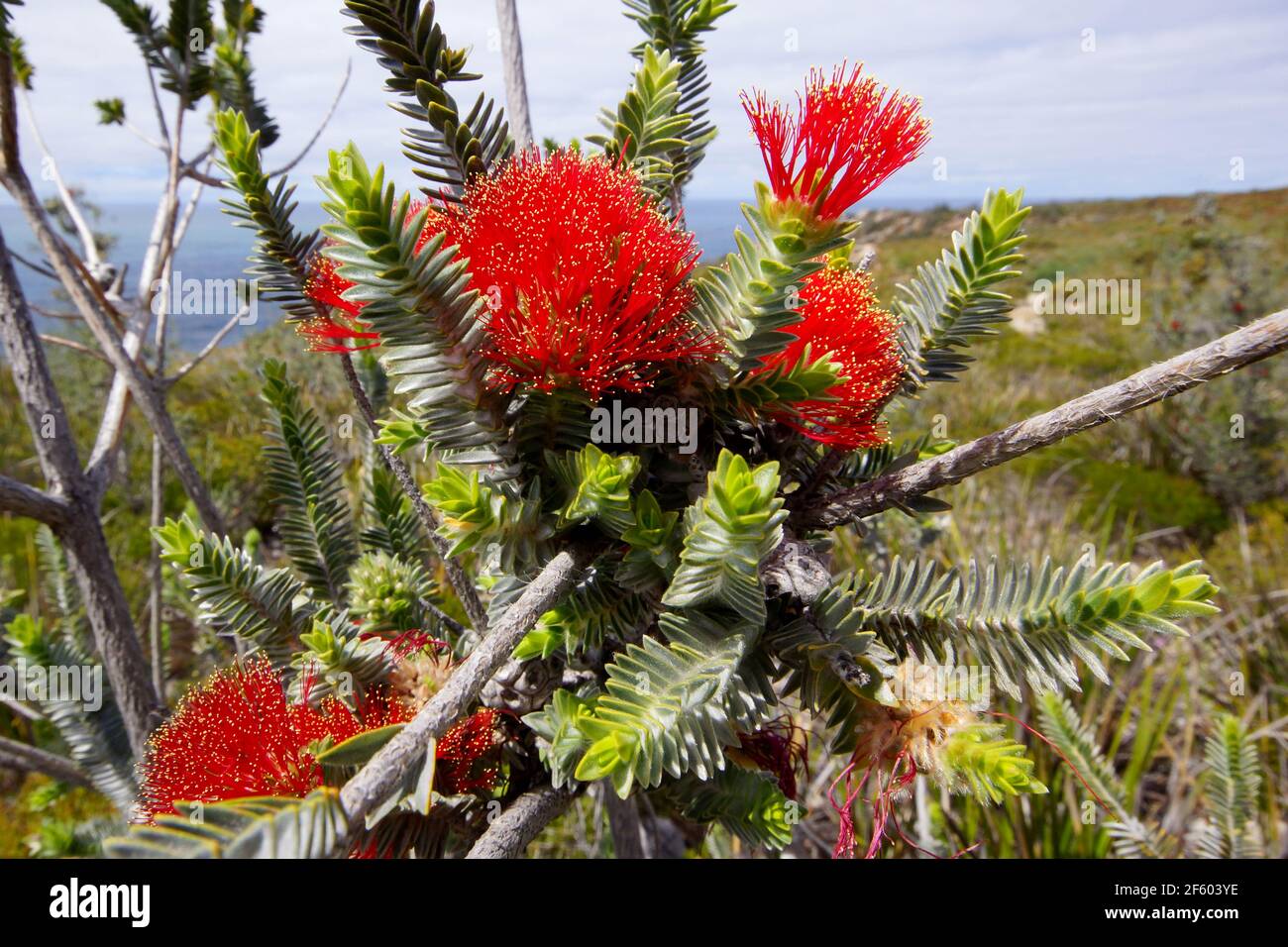 Red wildflower west australia hi-res stock photography and images - Alamy