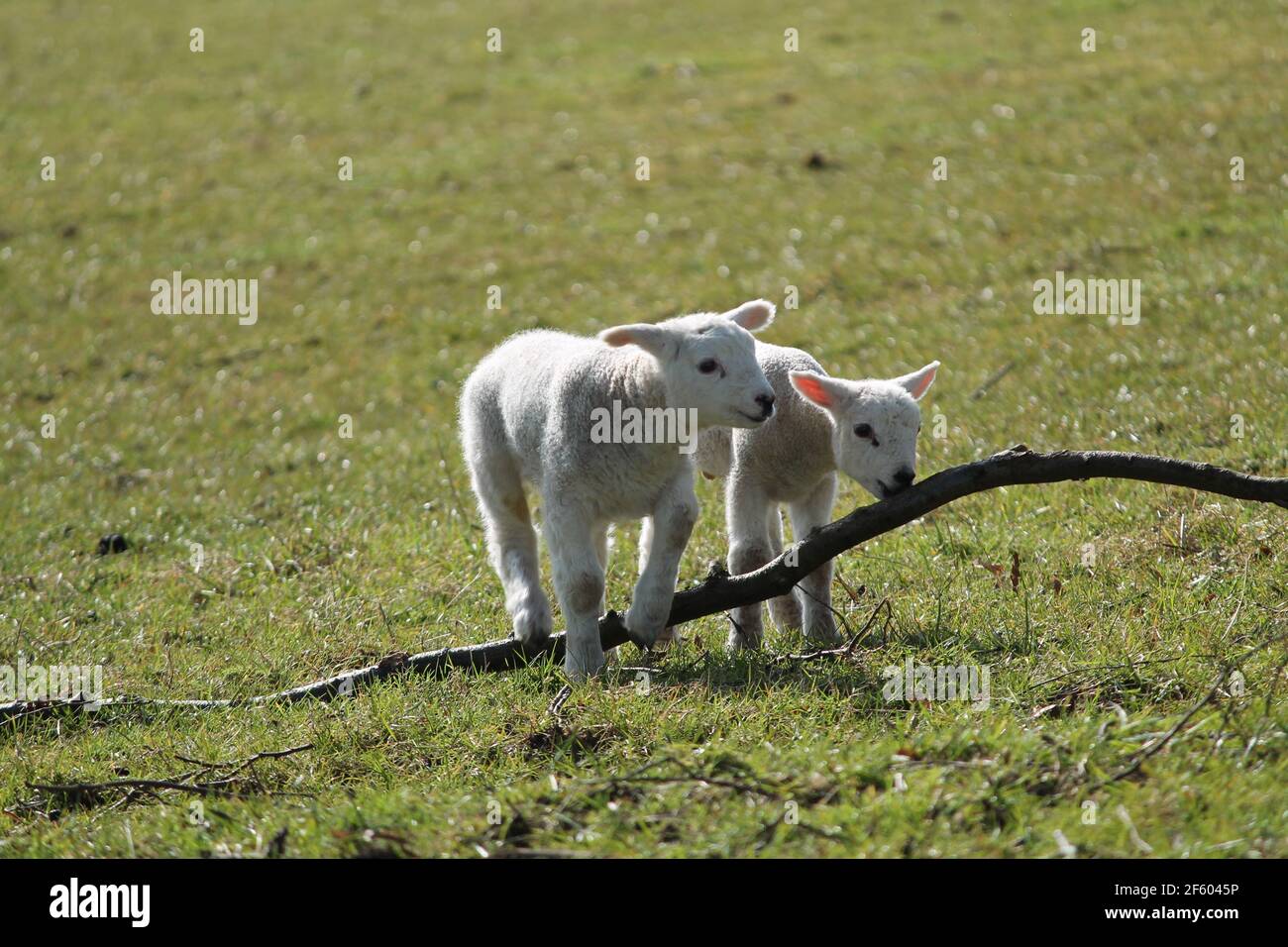 Baby lambs countryside playing hi-res stock photography and images - Alamy