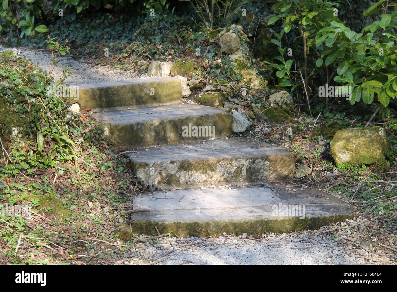 A Set of Four Stone Steps on a Woodland Path Stock Photo - Alamy
