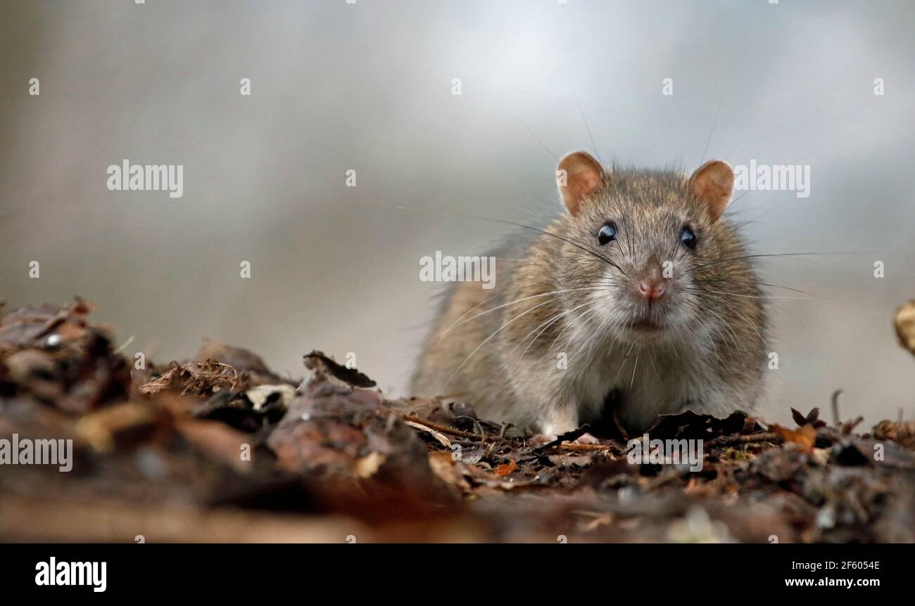 Wild rats foraging in the woods Stock Photo - Alamy