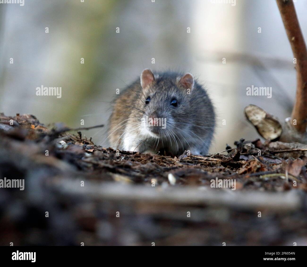 Wild rats foraging in the woods Stock Photo - Alamy