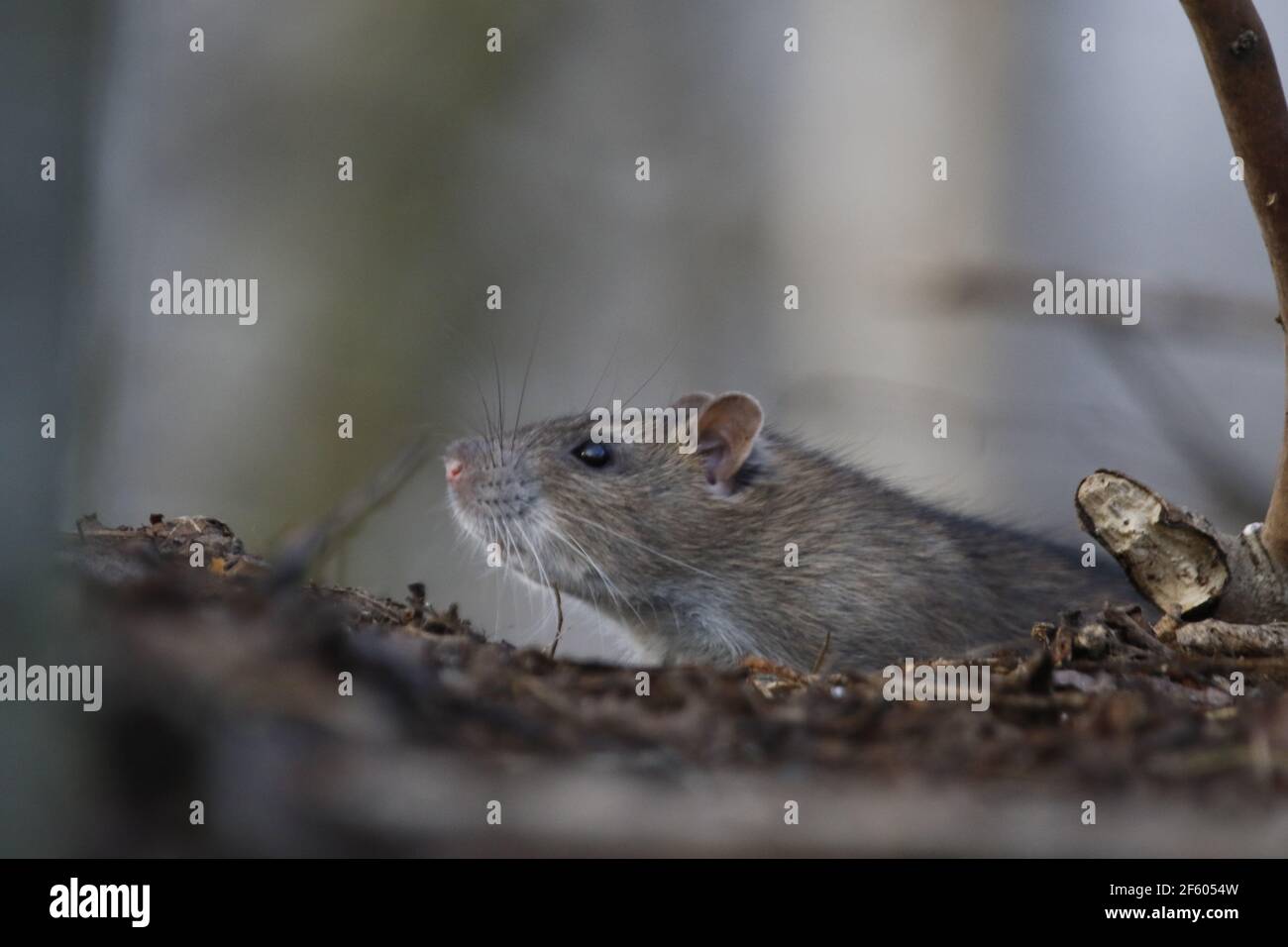 Wild rats foraging in the woods Stock Photo - Alamy