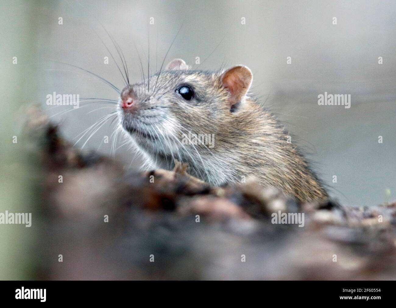 Wood rats images hi-res stock photography and images - Alamy