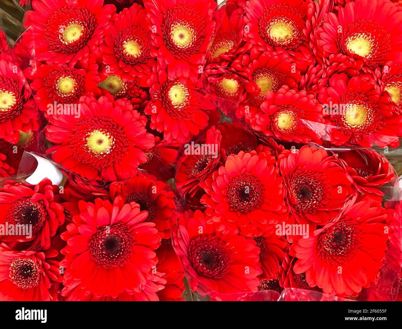 Gerberas of various varieties and colors, close up view Stock Photo - Alamy
