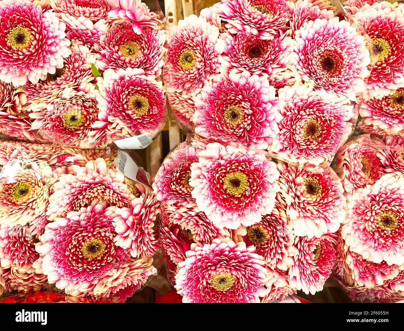 Gerberas of various varieties and colors, close up view Stock Photo - Alamy
