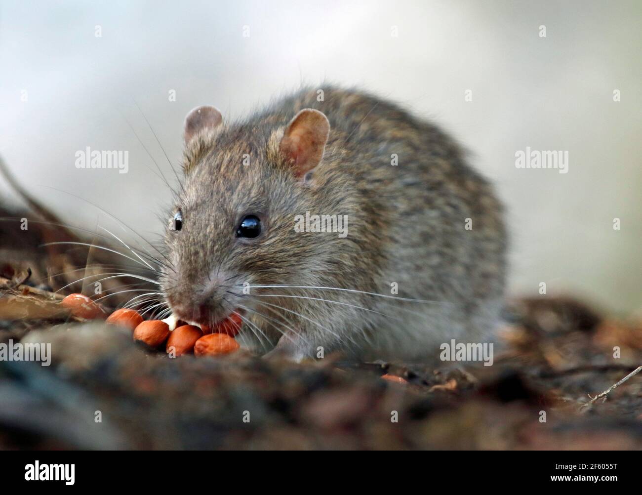 Wood rats images hi-res stock photography and images - Alamy