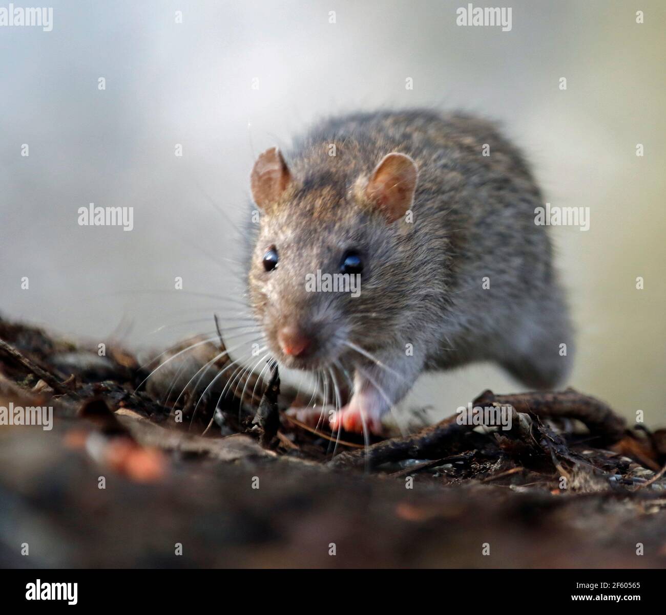 Wood rats images hi-res stock photography and images - Alamy