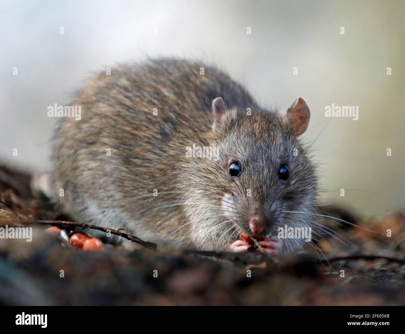 Wood rats images hi-res stock photography and images - Alamy