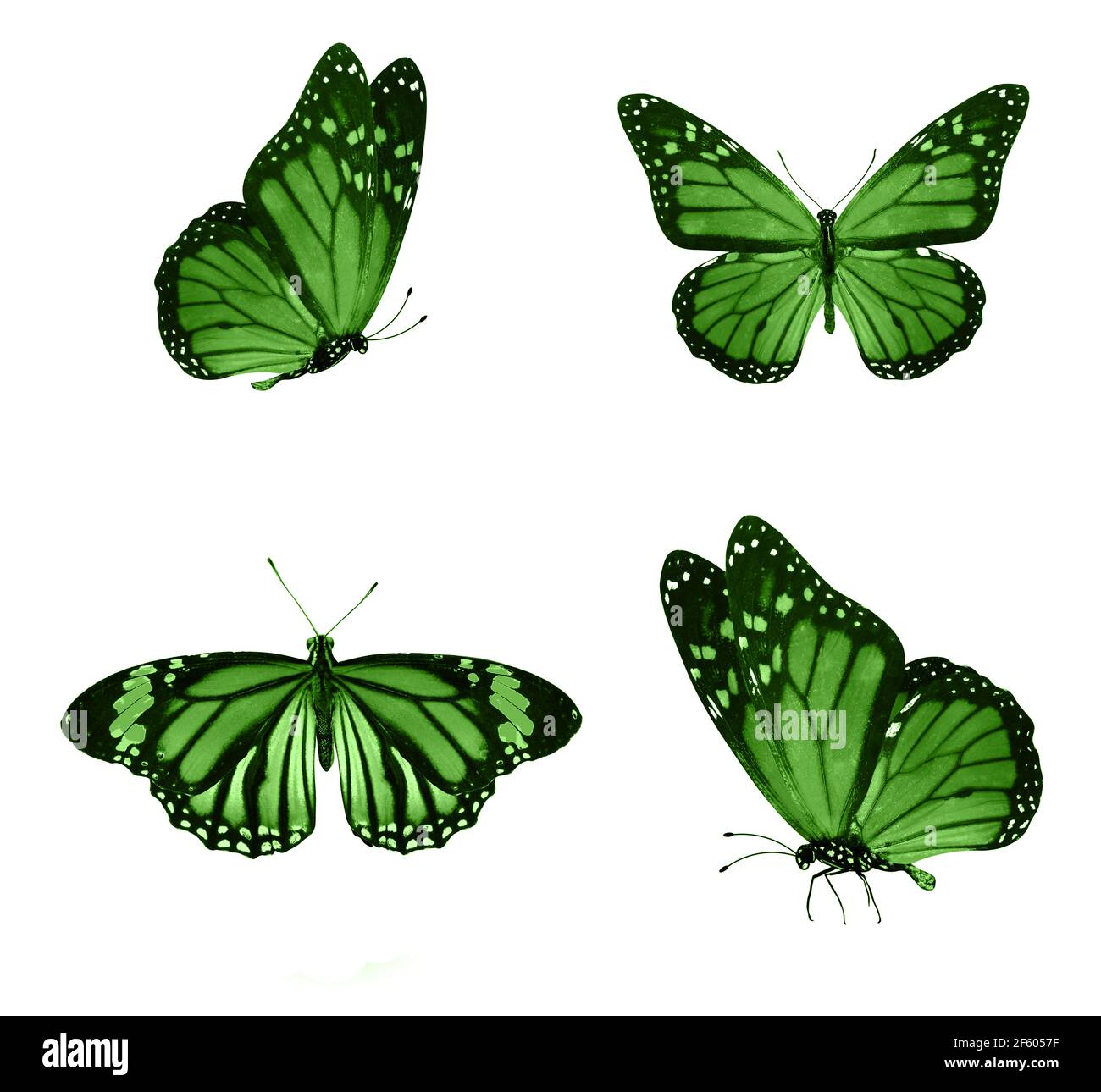 Green butterflies isolated on white background. tropical moths. insects ...