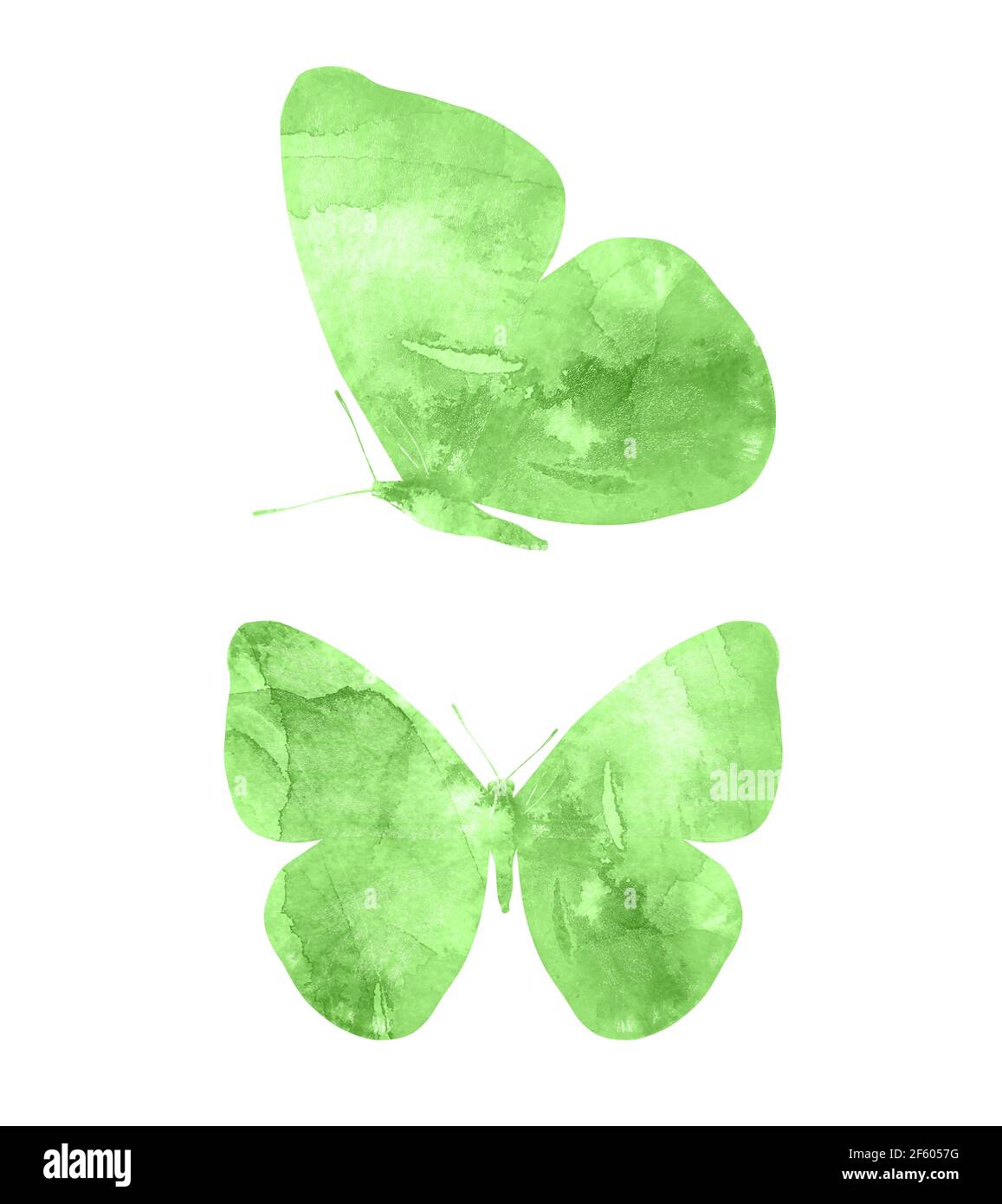 Green butterflies isolated on white background. tropical moths. insects ...