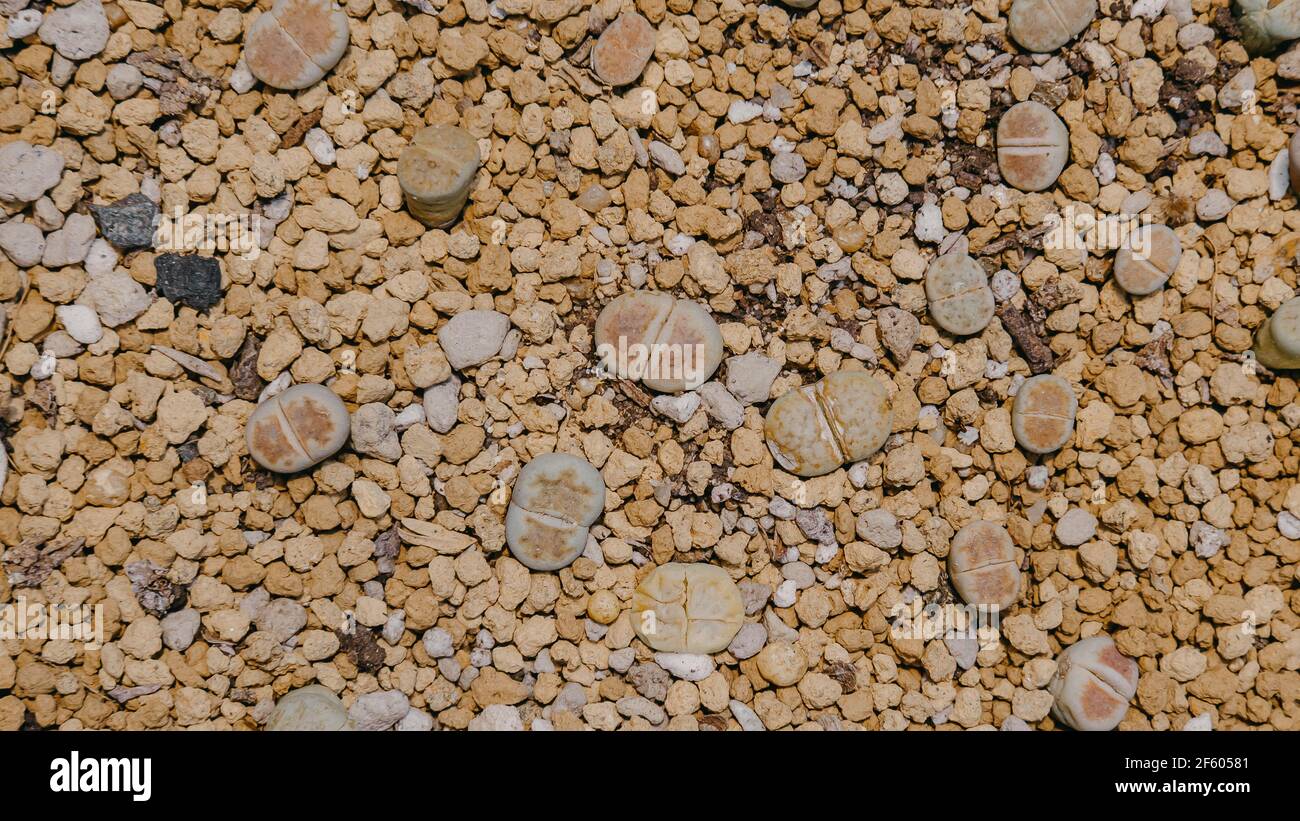 Top view of Lithops, Cactus, Succulent, Cacti, Cactaceae, Tree, Drought ...