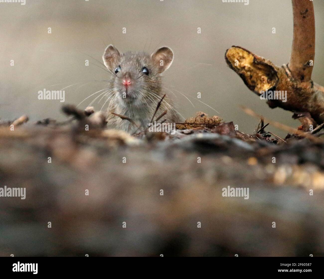 Wood rats images hi-res stock photography and images - Alamy