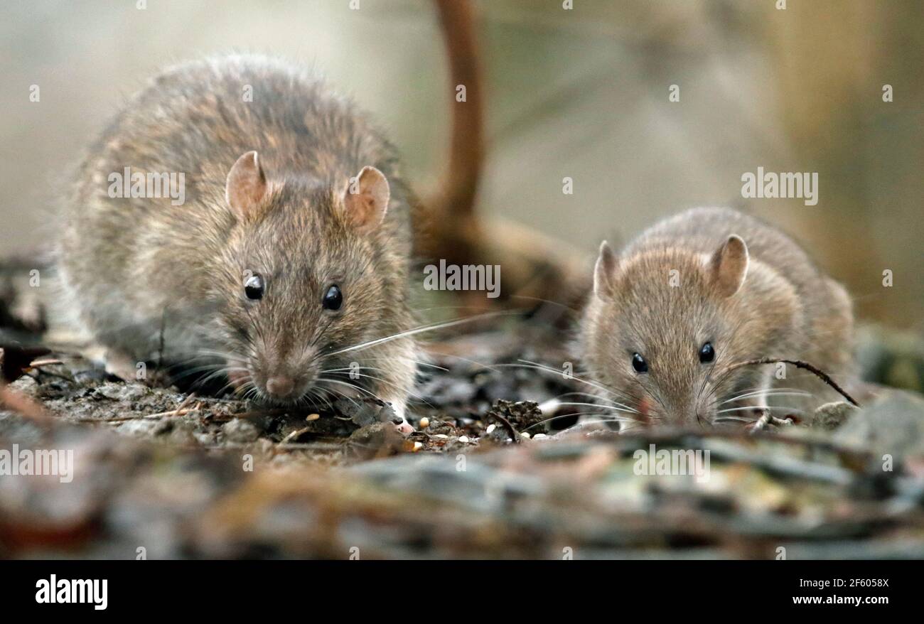 Images of wild animals hi-res stock photography and images - Alamy