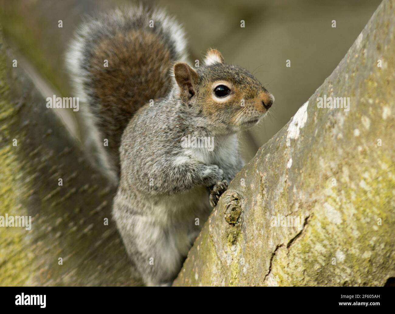 Drey Squirrel High Resolution Stock Photography and Images - Alamy