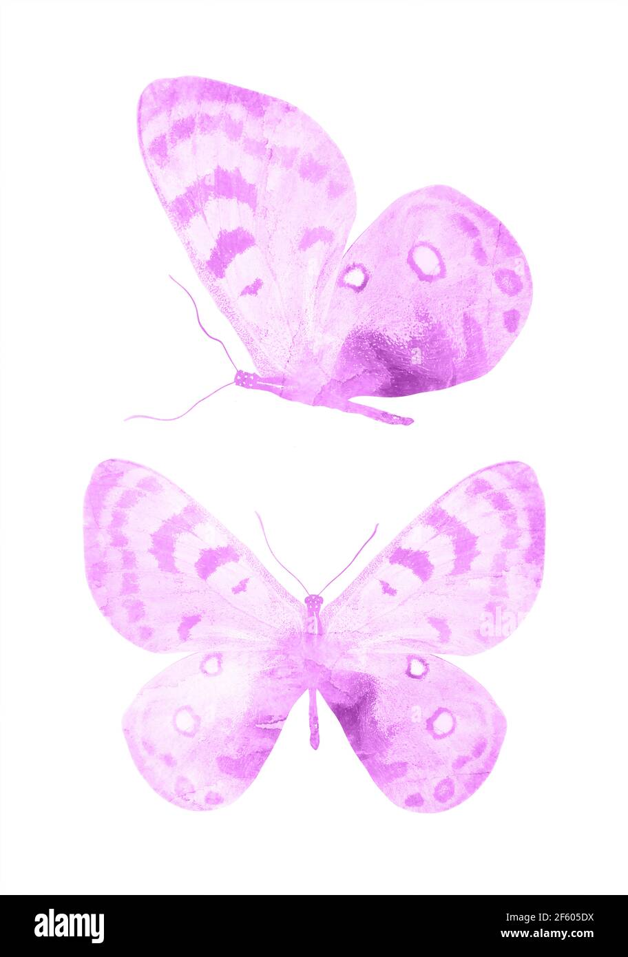 Pink butterflies isolated on white background. tropical moths. insects ...