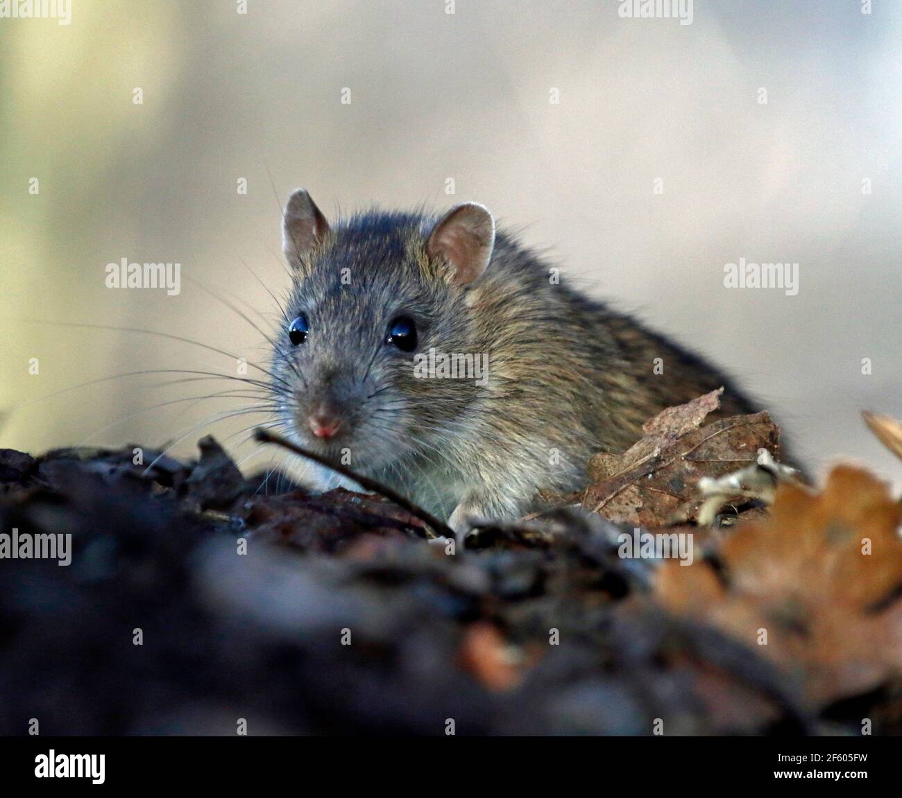 Wild rats foraging in the woods Stock Photo - Alamy