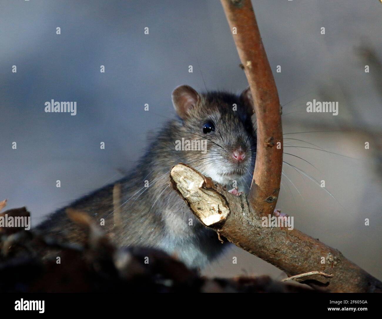 Wood rats images hi-res stock photography and images - Alamy