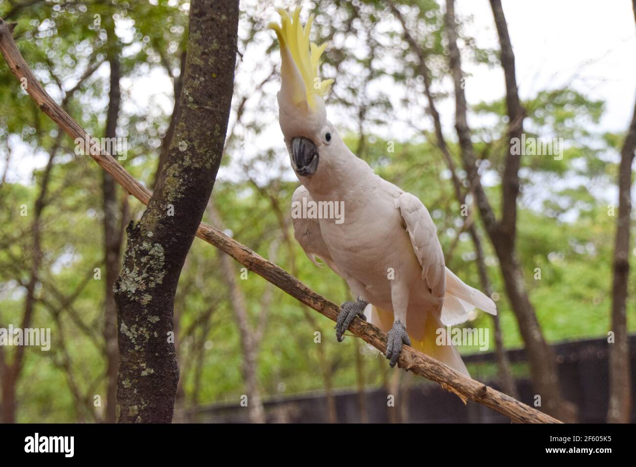 An adult sulphur-crested cockatoo in a wildlife sanctuary Stock Photo ...